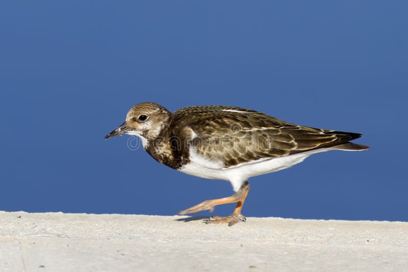 Walking by the Sea stock image. Image of female, stroll - 209523