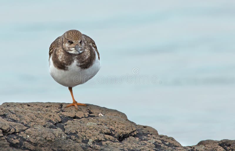 Ruddy Turnstone stock image. Image of interpres, ecology - 27167605