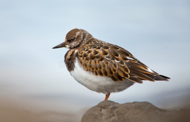 Ruddy Turnstone stock photo. Image of natural, antilles - 27167740