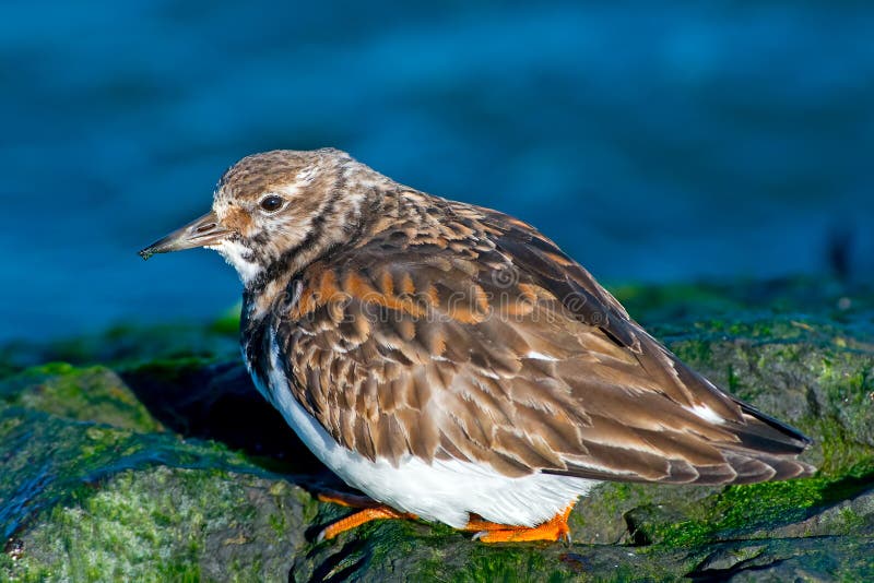 Ruddy Turnstone stock photo. Image of arenaria, marsh - 28276202