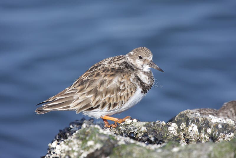 Ruddy Turnstone stock image. Image of feathers, birds - 8085797