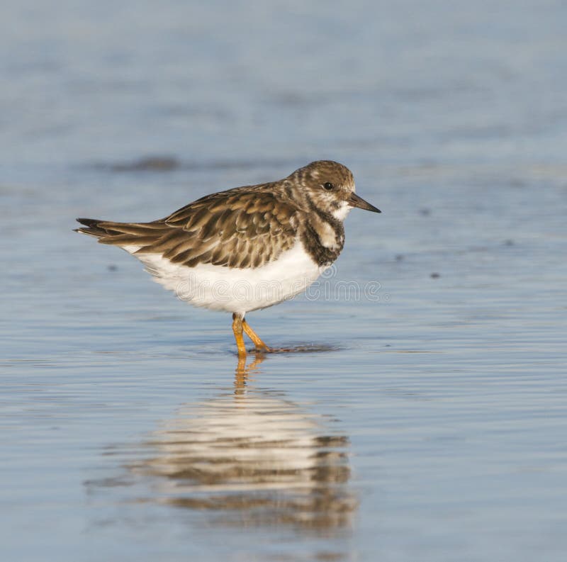Ruddy Turnstone, Arenaria Interpres Stock Photo - Image of beast ...