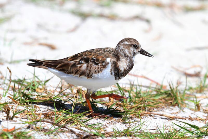 Ruddy Turnstone (Arenaria Interpres) Stock Image - Image of birds ...