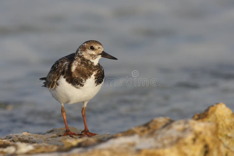 Ruddy Turnstone (Arenaria Interpres Morinella) Stock Photo - Image of ...