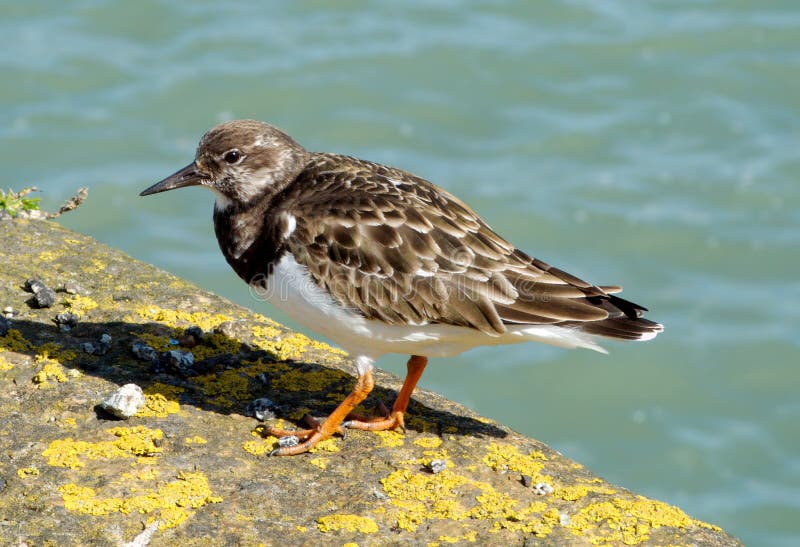 Ruddy Turnstone in Cornwall UK. Stock Photo - Image of interpres ...