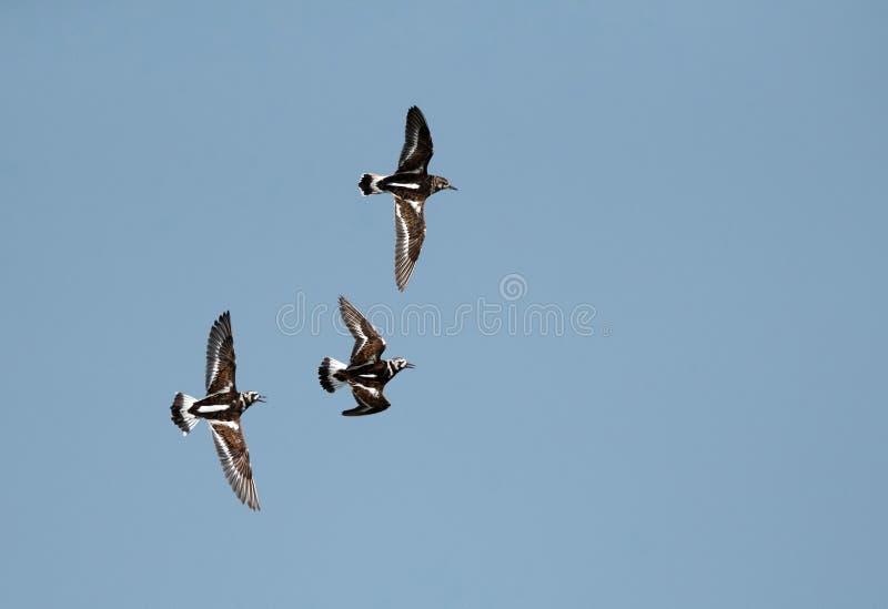 Ruddy Turnstone in flight stock photo. Image of bill - 198396818