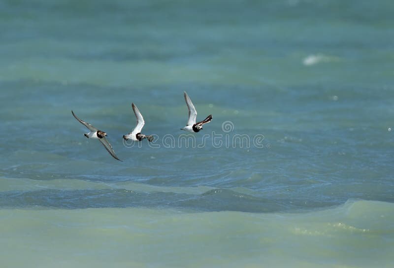 Ruddy Turnstone flying stock image. Image of colorful - 198396795