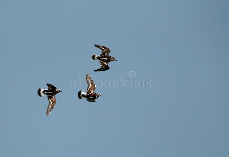 Ruddy Turnstone flying stock image. Image of egglaying - 198396845