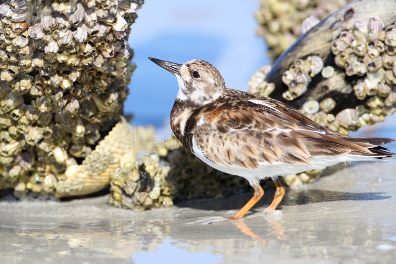 Ruddy Turnstone Foraging for Barnacles Stock Image - Image of beak ...
