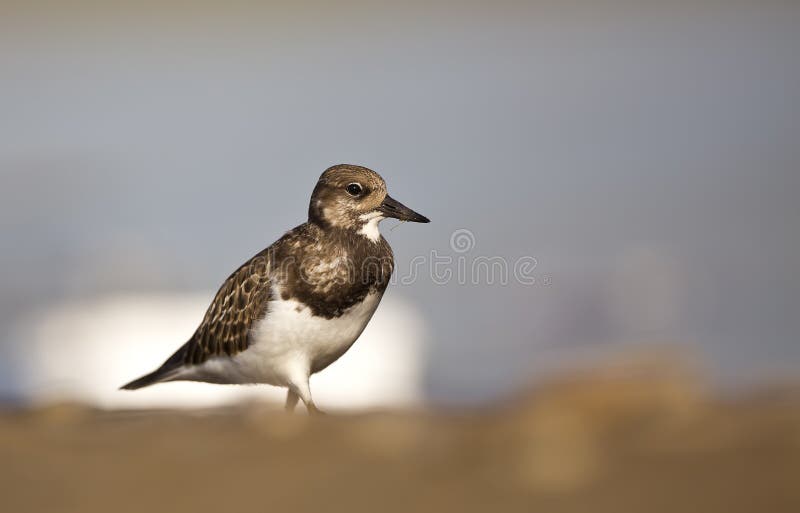 Ruddy Turnstone stock photo. Image of beak, bird, bill - 33728832