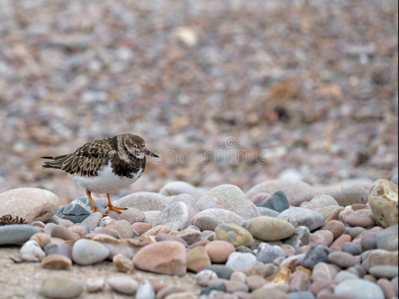 Ruddy Turnstone in Non Breeding Plumage. Stock Image - Image of ...