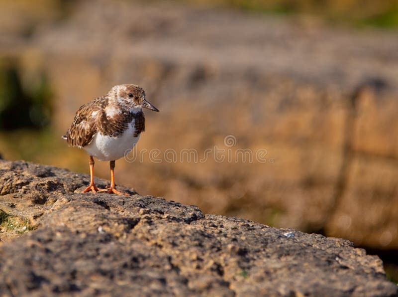Ruddy Turnstone on rocks stock image. Image of details - 25145927