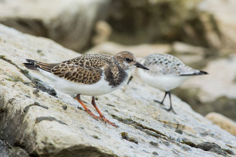 Ruddy Turnstone stock image. Image of flying, lake, autumn - 57576911