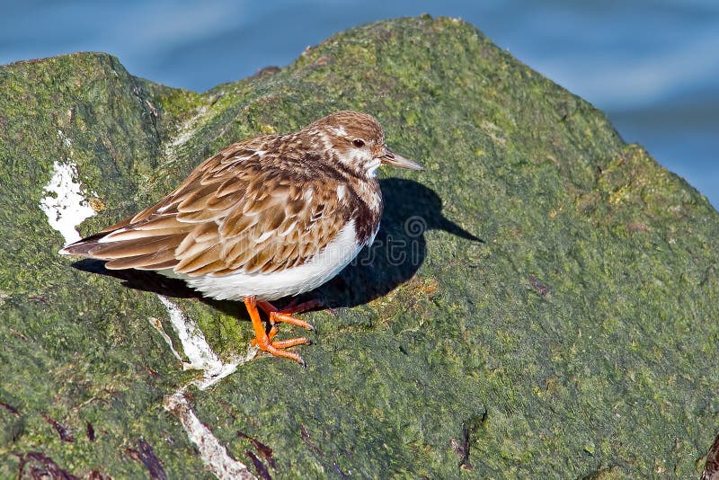 Ruddy Turnstone stock photo. Image of bird, shorebird - 48895534