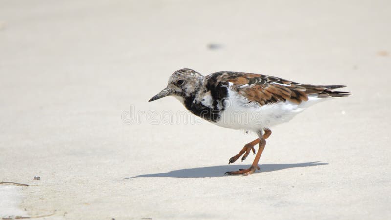 Ruddy Turnstone Walking on a Sandy Beach Stock Photo - Image of ...