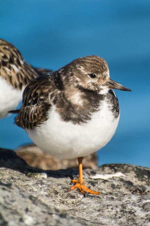 Ruddy Turnstone stock image. Image of bird, avian, beautiful - 48479615