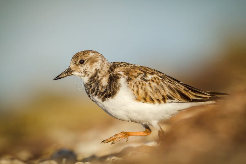 Ruddy turnstone stock image. Image of early, wildlife - 32150693