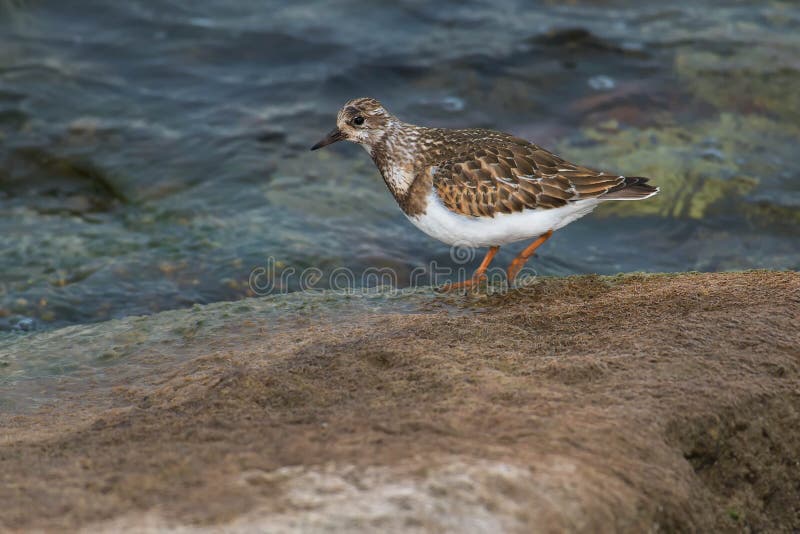 Ruddy Turnstone - Arenaria Interpres Stock Image - Image of avian ...