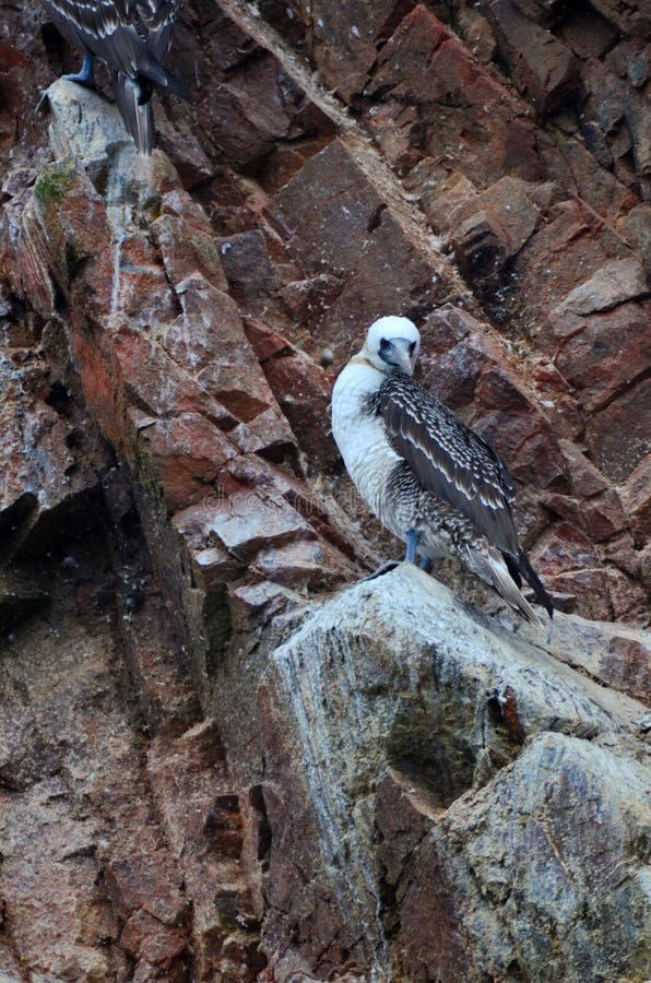 Rude bird stock image. Image of sight, peru, wall, discovering - 103836671