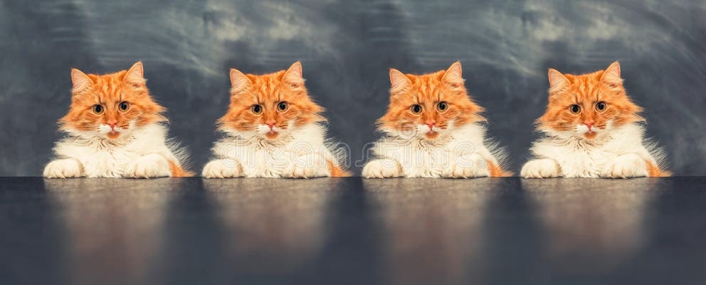 Rude cat on stock image. Image of bright, dangerous, panther - 67957105