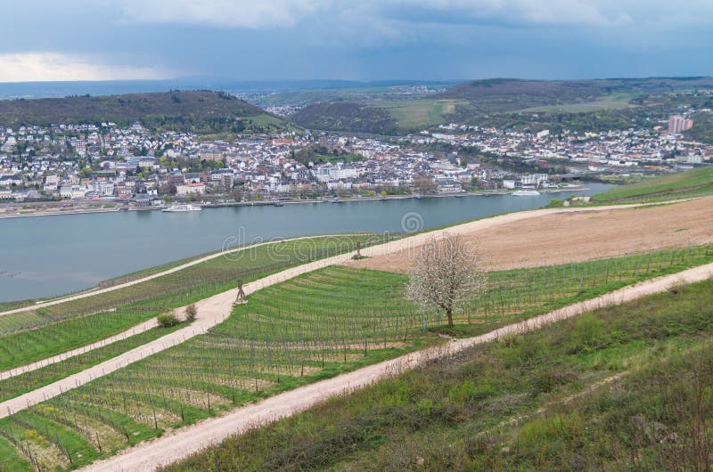 Rudesheim rhein Germany stock photo. Image of natural - 130782544