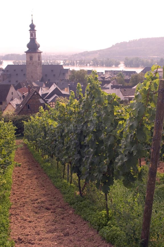 Rudesheim Vineyards stock image. Image of town, vineyard - 1325157