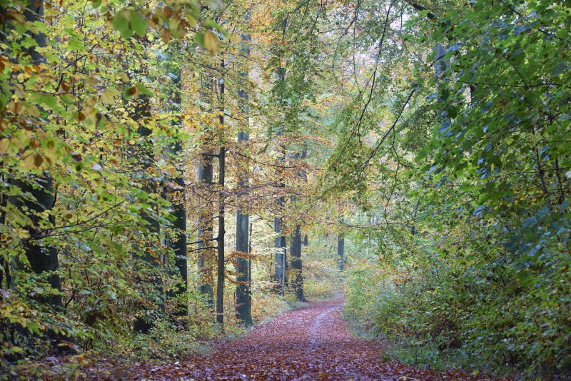 Rudeskov forest in denmark stock photo. Image of leaf - 261232374