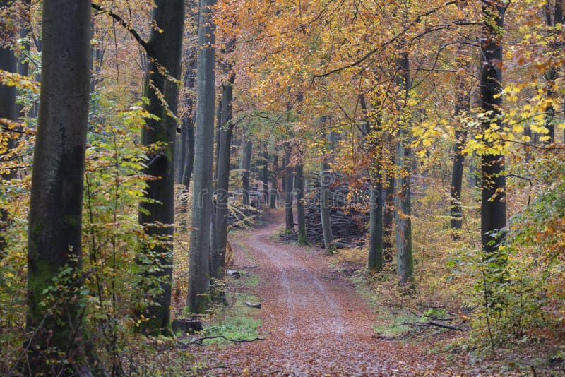 Rudeskov forest in denmark stock image. Image of trees - 261232283