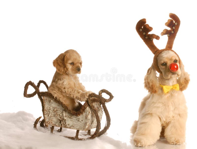 Rudolph and santa dogs stock photo. Image of greetings - 7015872