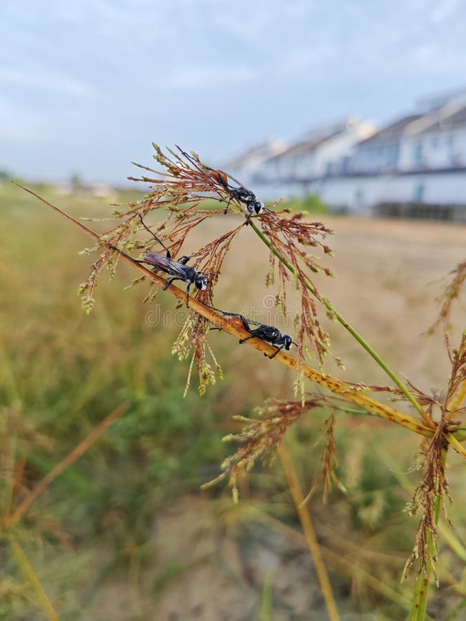 Rudy-tailed Wasps Resting on the Cyperus Iria Stems. Stock Image ...