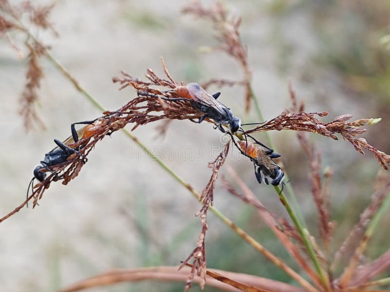 Rudy-tailed Wasps Resting on the Cyperus Iria Stems. Stock Photo ...