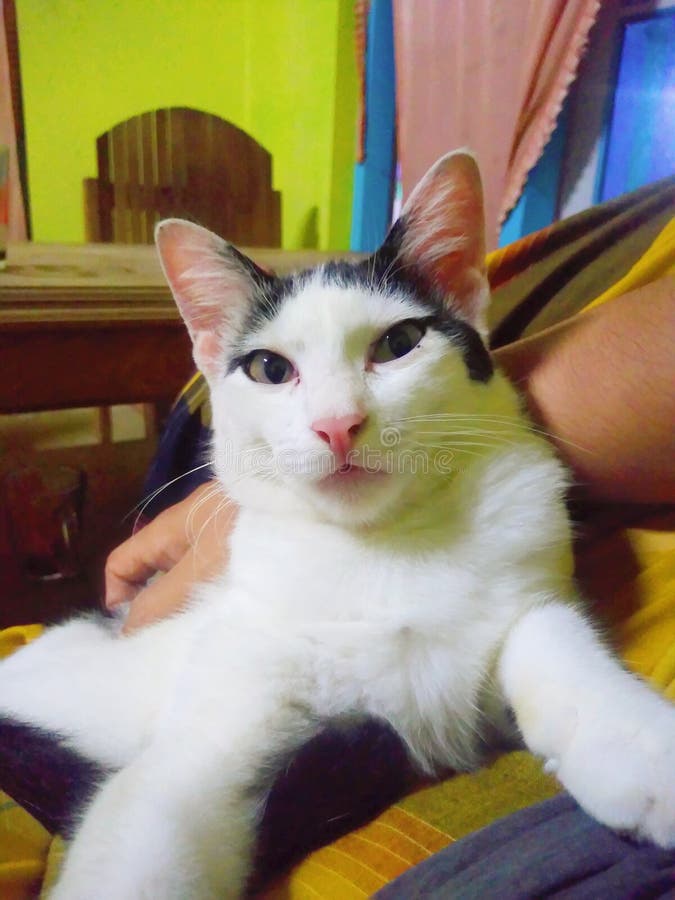 Rudy the Talkative Cat stock image. Image of snout, animal - 266535163