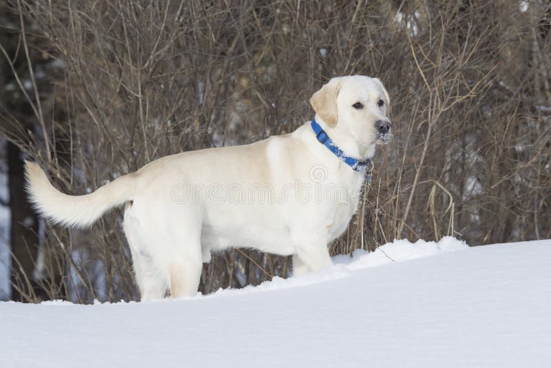 Rudy the Yellow Lab Standing in Snow with Face Full of Snow Stock Image ...