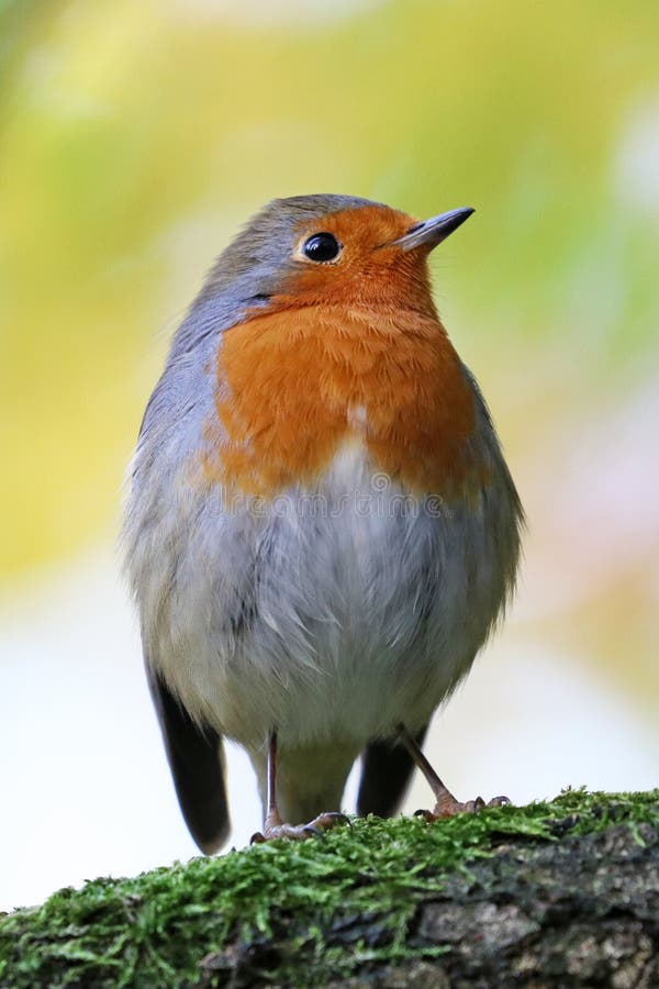 Rudzik zdjęcie stock. Obraz złożonej z wiosna, rudy - 105017644