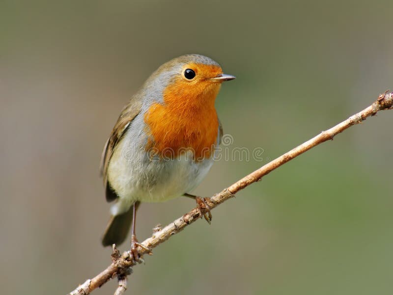 Ptasi rudzik zdjęcie stock. Obraz złożonej z plenerowy - 6735624