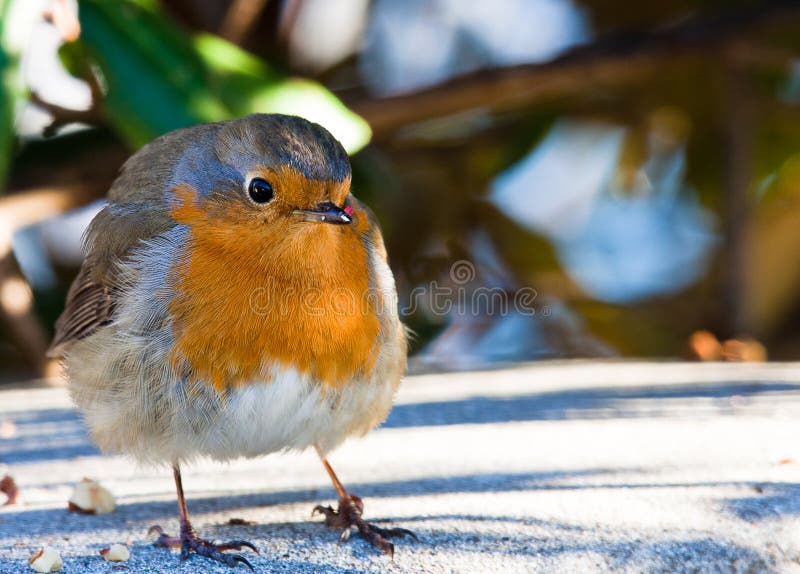 Rudzik zdjęcie stock. Obraz złożonej z wallah, tło, rudzik - 28330726