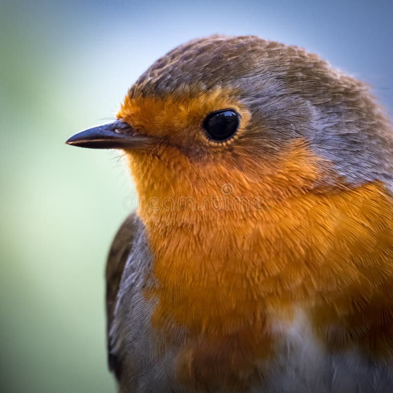 Rudzik z zamazanym tłem zdjęcie stock. Obraz złożonej z faworyt - 82552278