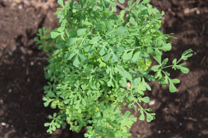 Rue in the summer stock image. Image of graveolens, rutagraveolens ...