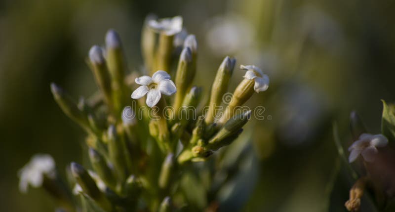 Rumala flower stock image. Image of flower, meadow, shrub - 245324679