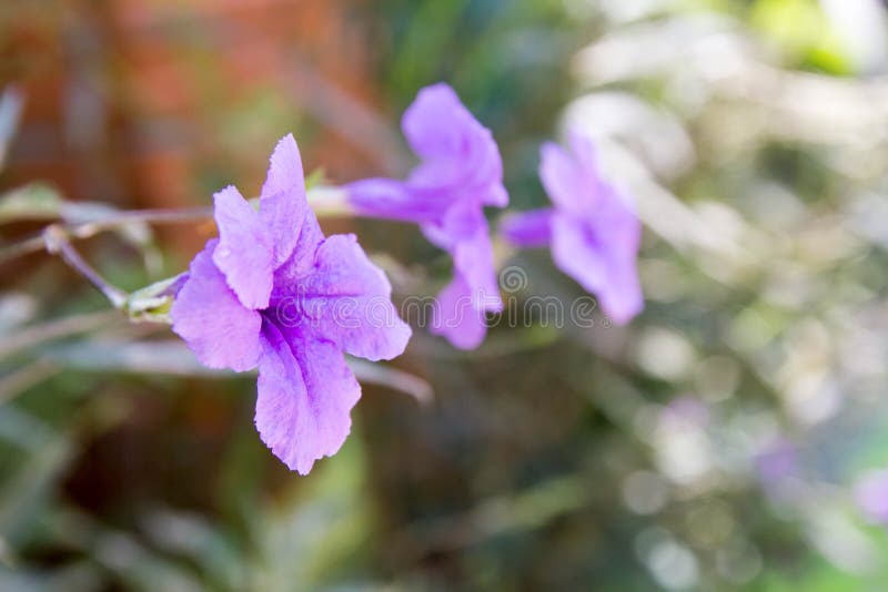 Ruella stock photo. Image of natural, background, color - 130170518