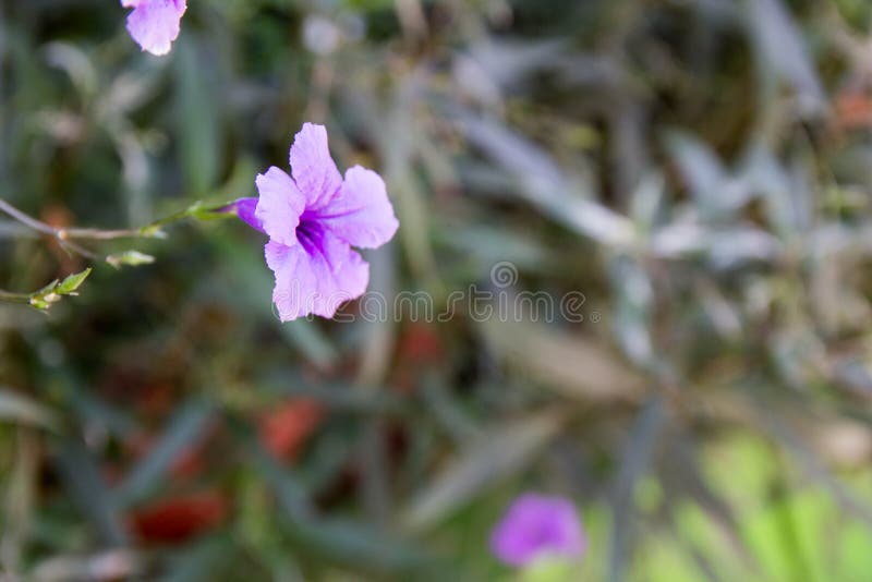 Ruella simplex stock image. Image of flora, design, pattern - 130170419