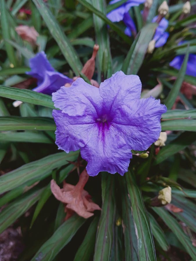 Ruellia Angustifolia Flower. Amazing Blue Flower Stock Photo - Image of ... Ruellia Angustifolia Flower. Amazing Blue Flower Stock Photo - Image of ...