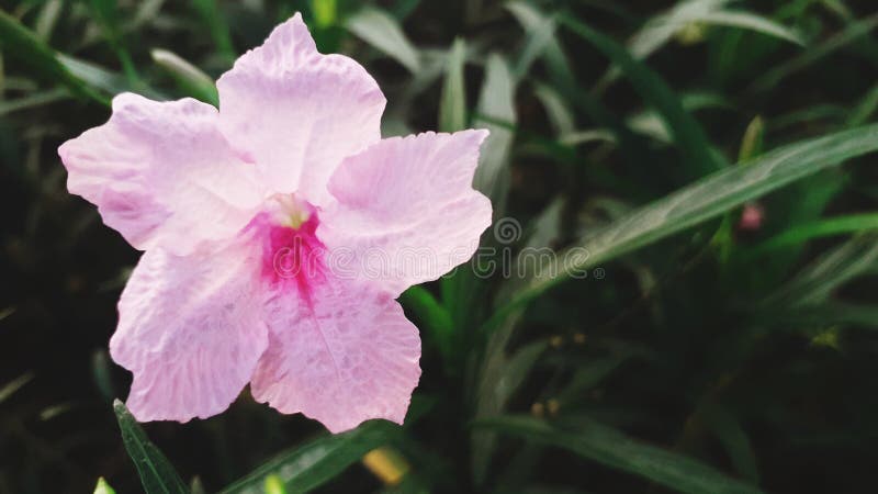 A Ruellia Flower with Its Green Leaves Stock Image - Image of leaves ...