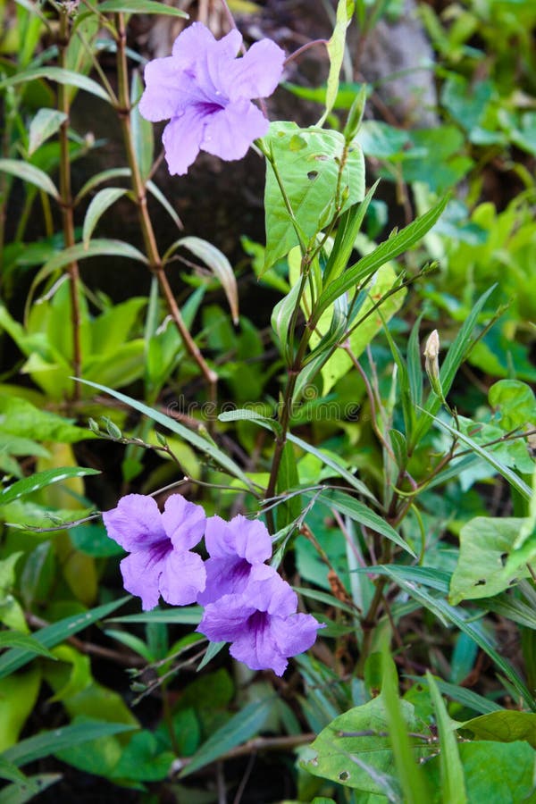 864 Puertorico Tim Stock Photos - Free & Royalty-Free Stock Photos from ...