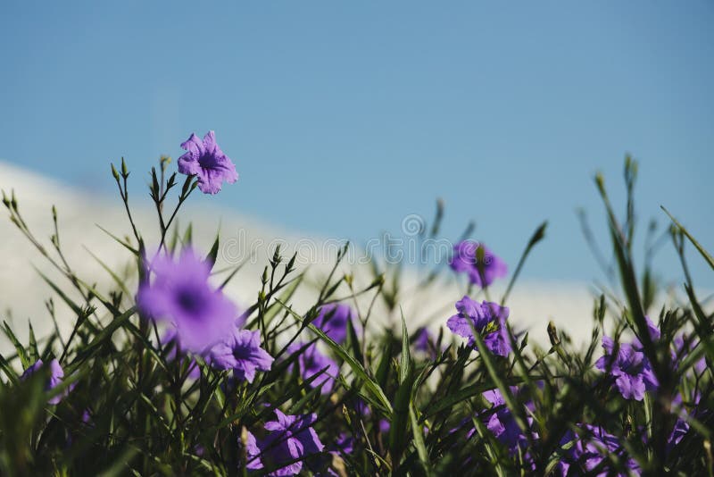 Ruellia Simplex Flower Blooming in the Garden Stock Image - Image of ...