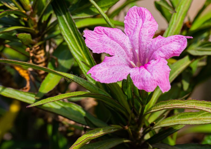 A Ruellia Simplex Flower in Garden Stock Image - Image of floral ...