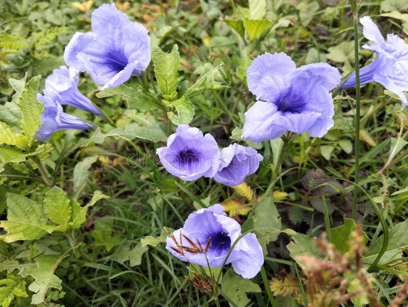 Ruellia simplex stock photo. Image of colorful, nature - 300111392