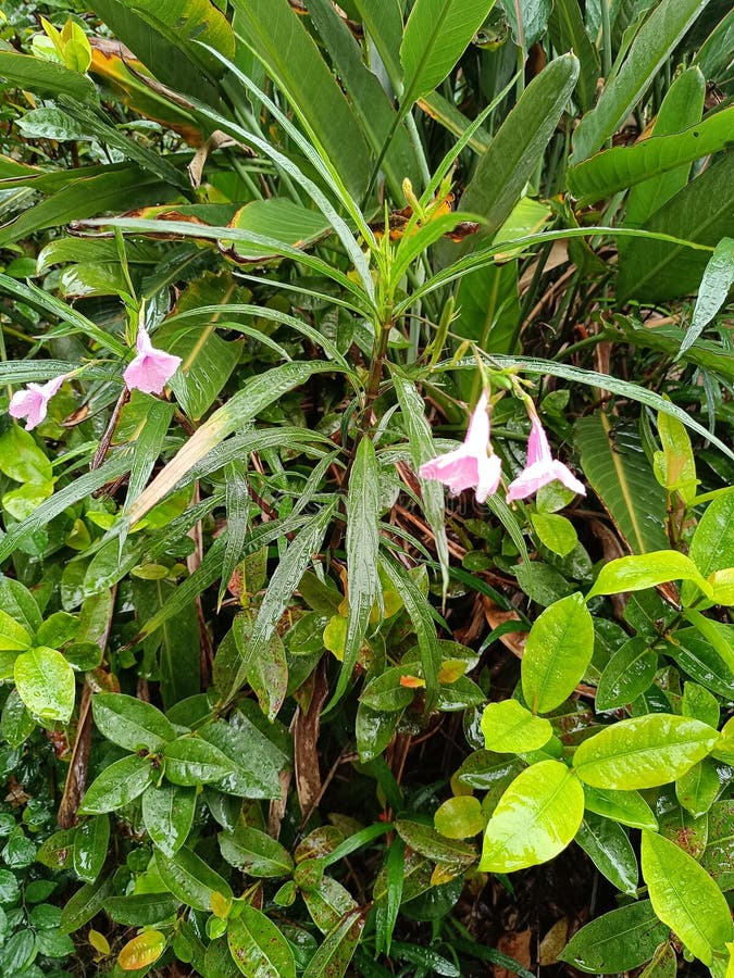 Ruellia Simplex or Mexican Petunia Pink Flower on Tree Stock Image ...