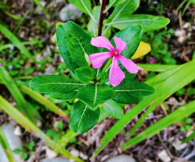 Ruellia SimplexPlantcolor Blue Flower Stock Photo - Image of sari ...