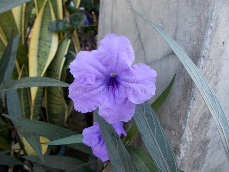 Ruellia squarrosa stock photo. Image of plant, squarrosa - 34798680